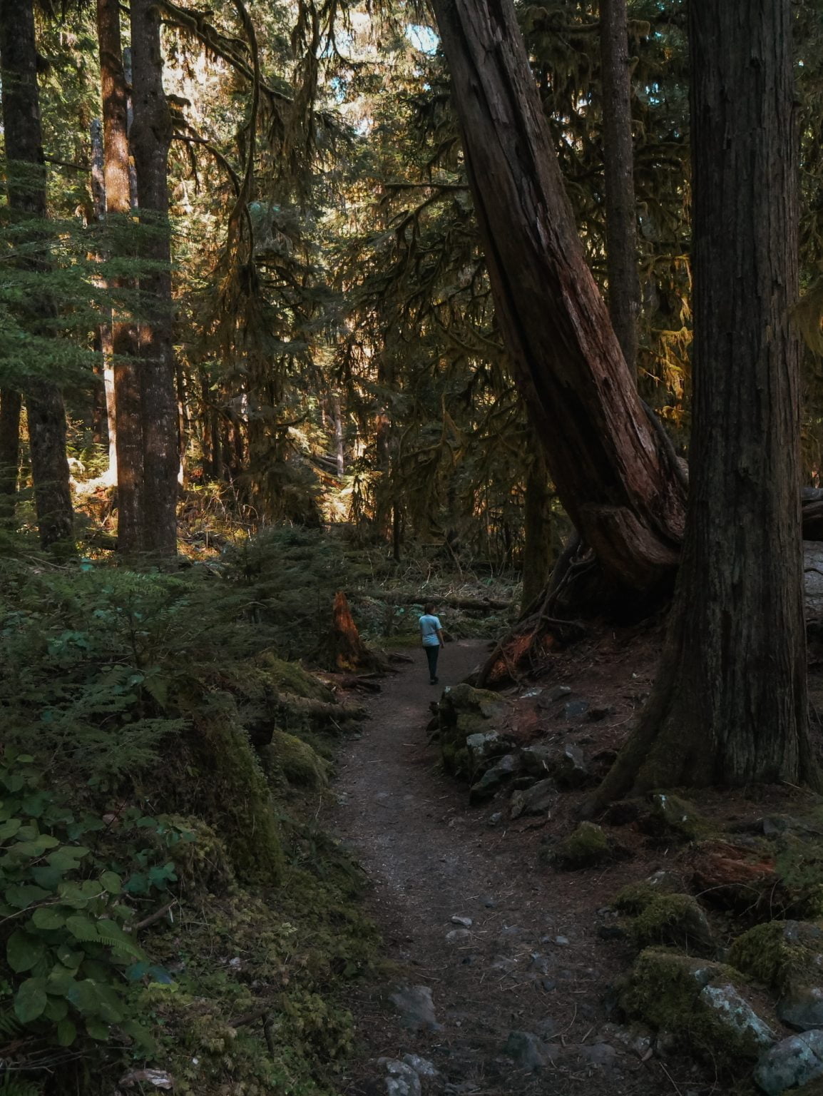 Hiking the Staircase Rapids Loop – Olympic National Park - Compasses ...