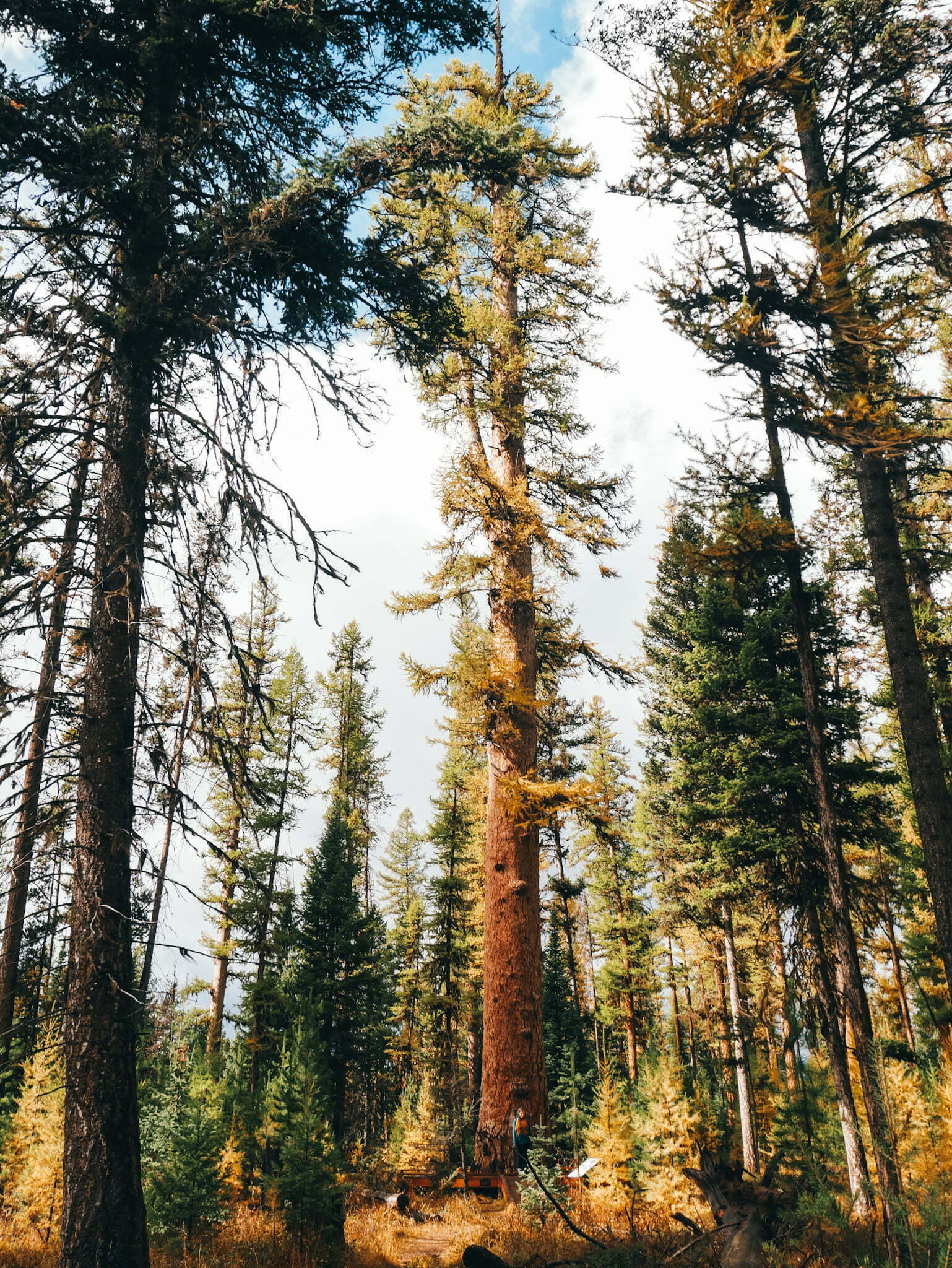 Visiting Girard Grove & Gus, the Larch Tree - Compasses & Quests