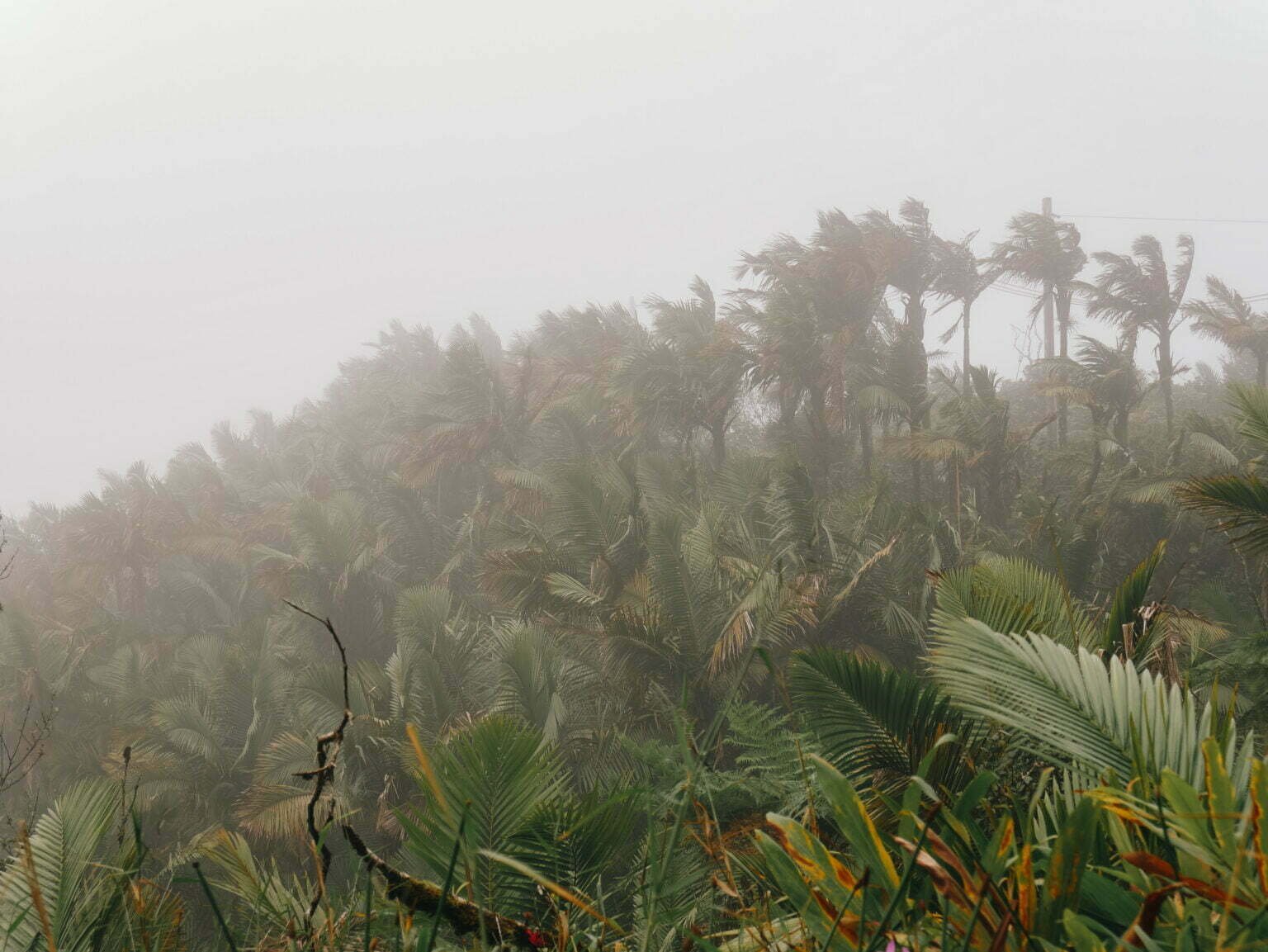 Hiking to the Mt. Britton Tower – El Yunque National Forest - Compasses ...