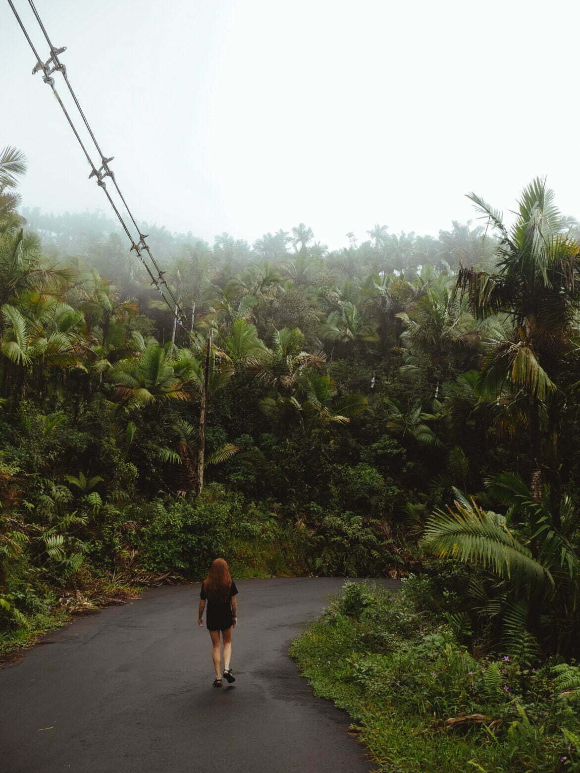 El Yunque Day Trip - Exploring Puerto Rico's Iconic Rainforest ...